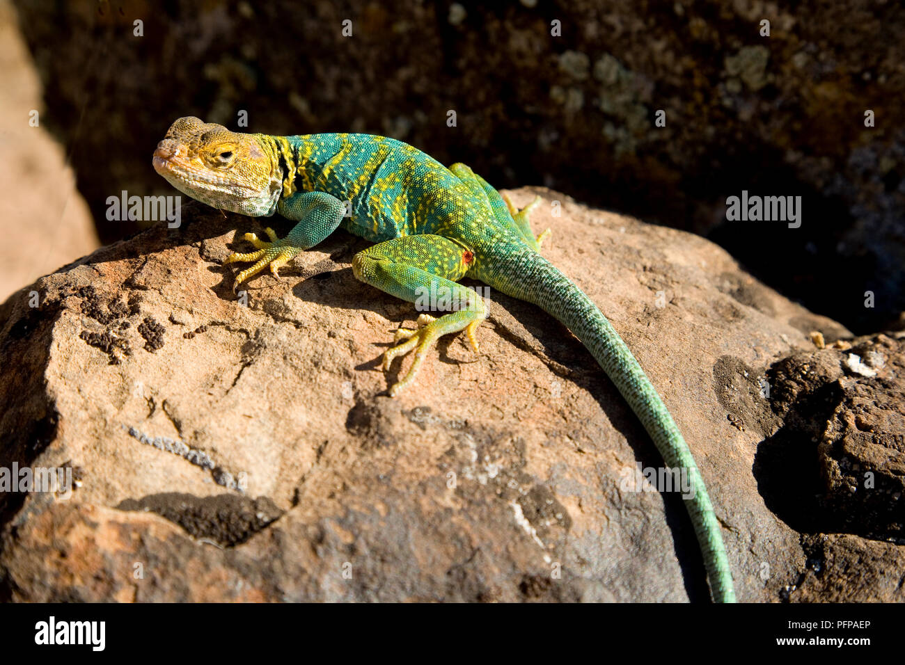 Collard lizard hi-res stock photography and images - Alamy