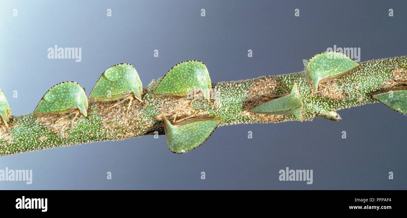 Treehopper honeydew hi-res stock photography and images - Alamy