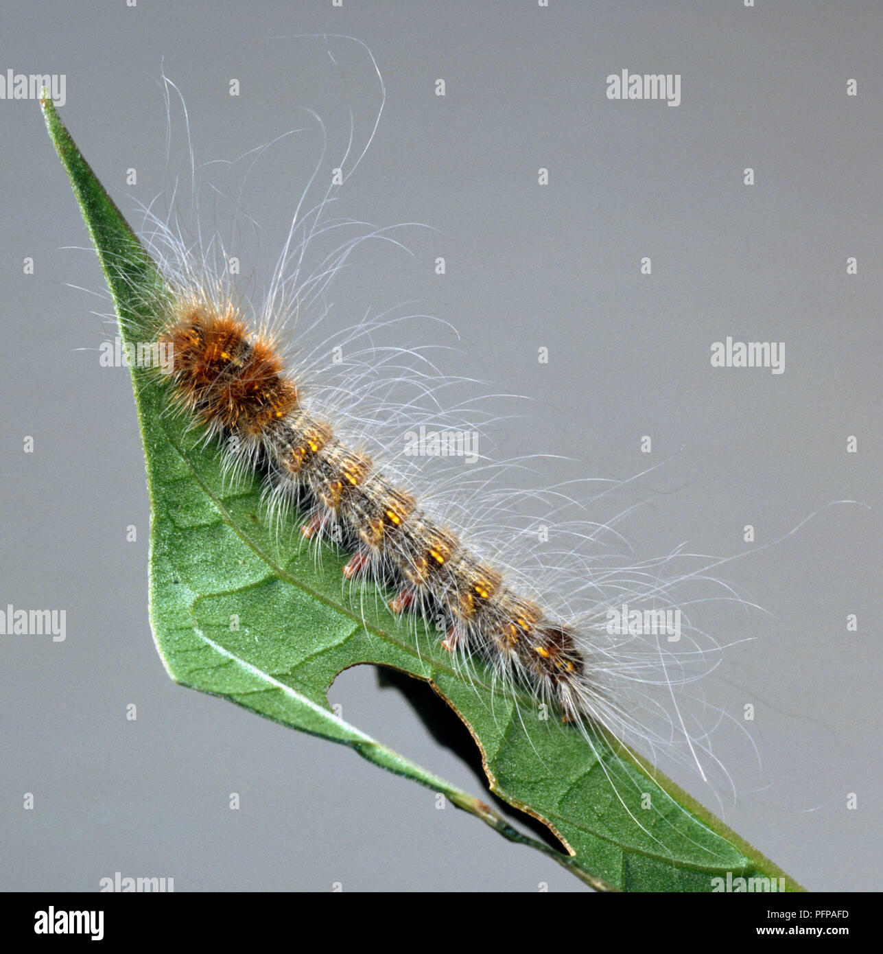 Tropical Lappet Moth Caterpillar, overhead view Stock Photo - Alamy