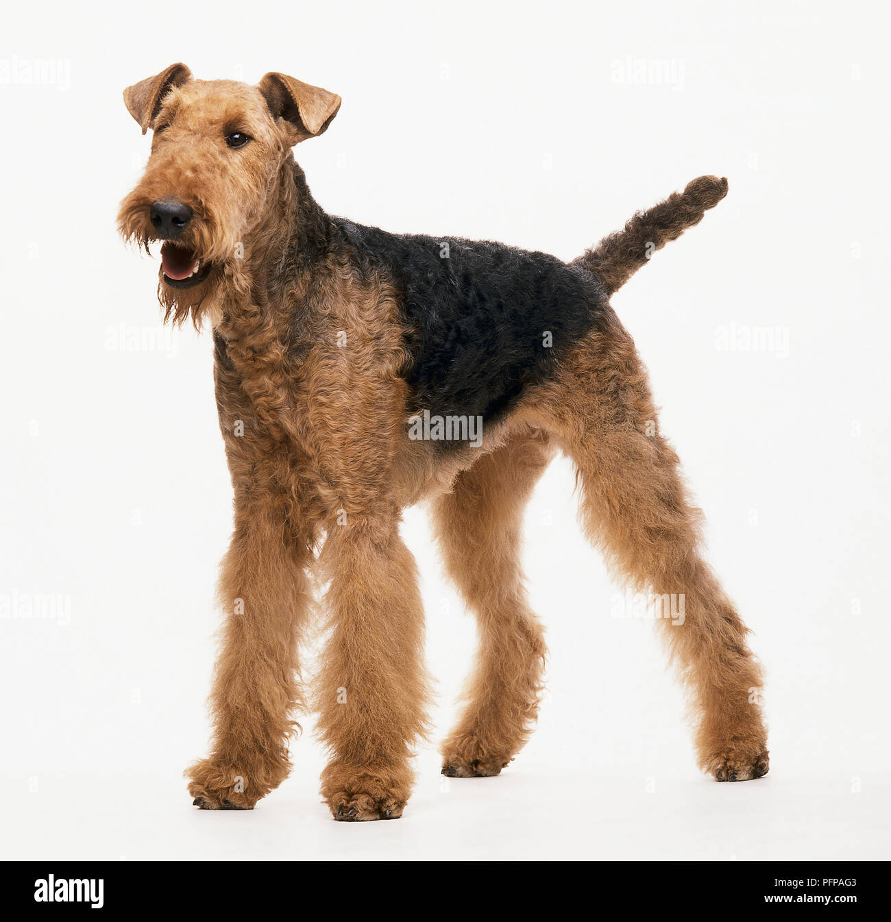 Airedale grooming hi-res stock photography and images - Alamy