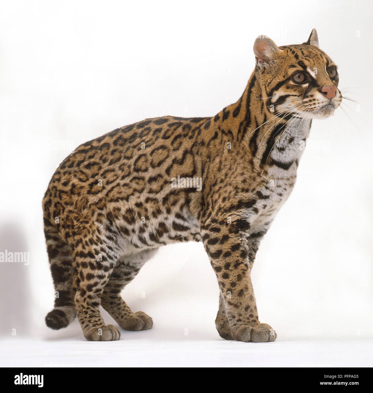 Ocelot (Felis pardalis), side view Stock Photo - Alamy