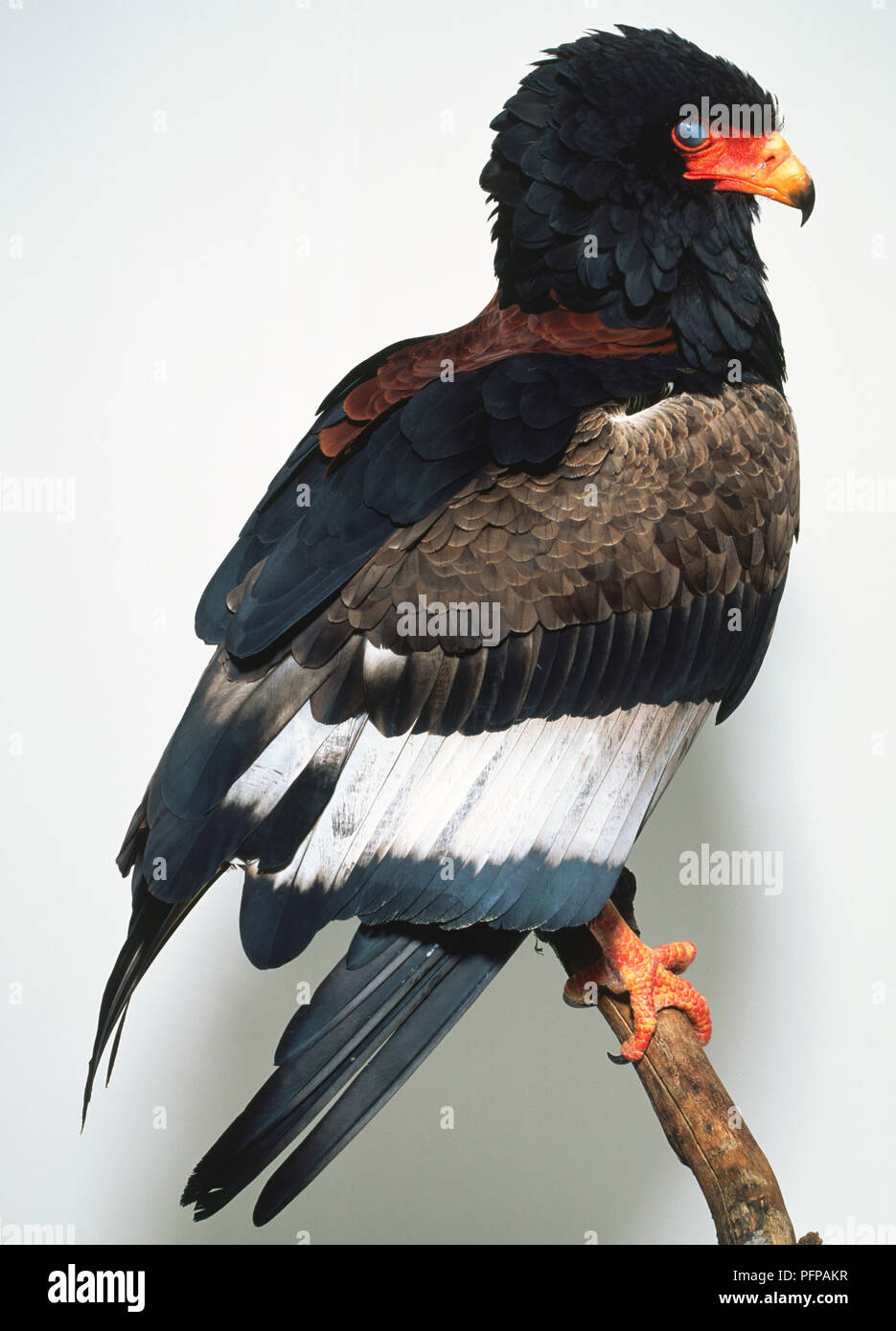 Great Bateleur