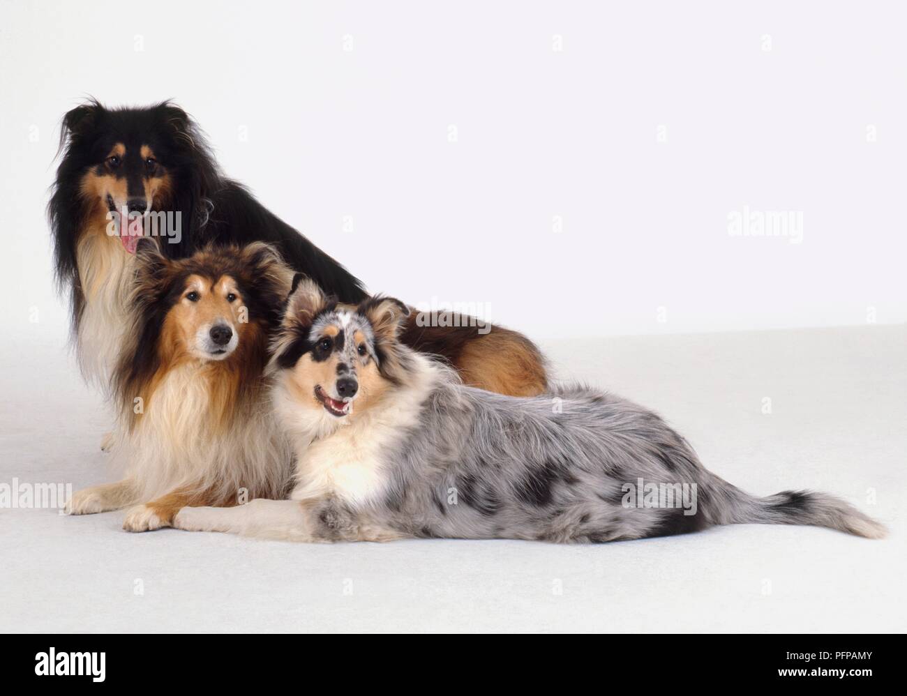 Two Rough Collie dogs and one Smooth Collie side by side Stock Photo ...