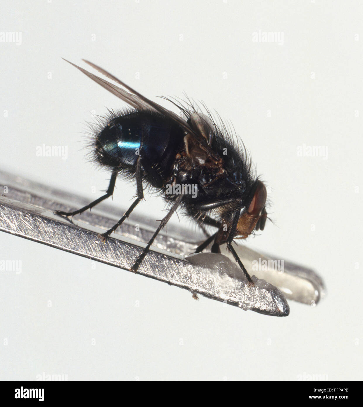 Side body parts hi-res stock photography and images - Alamy