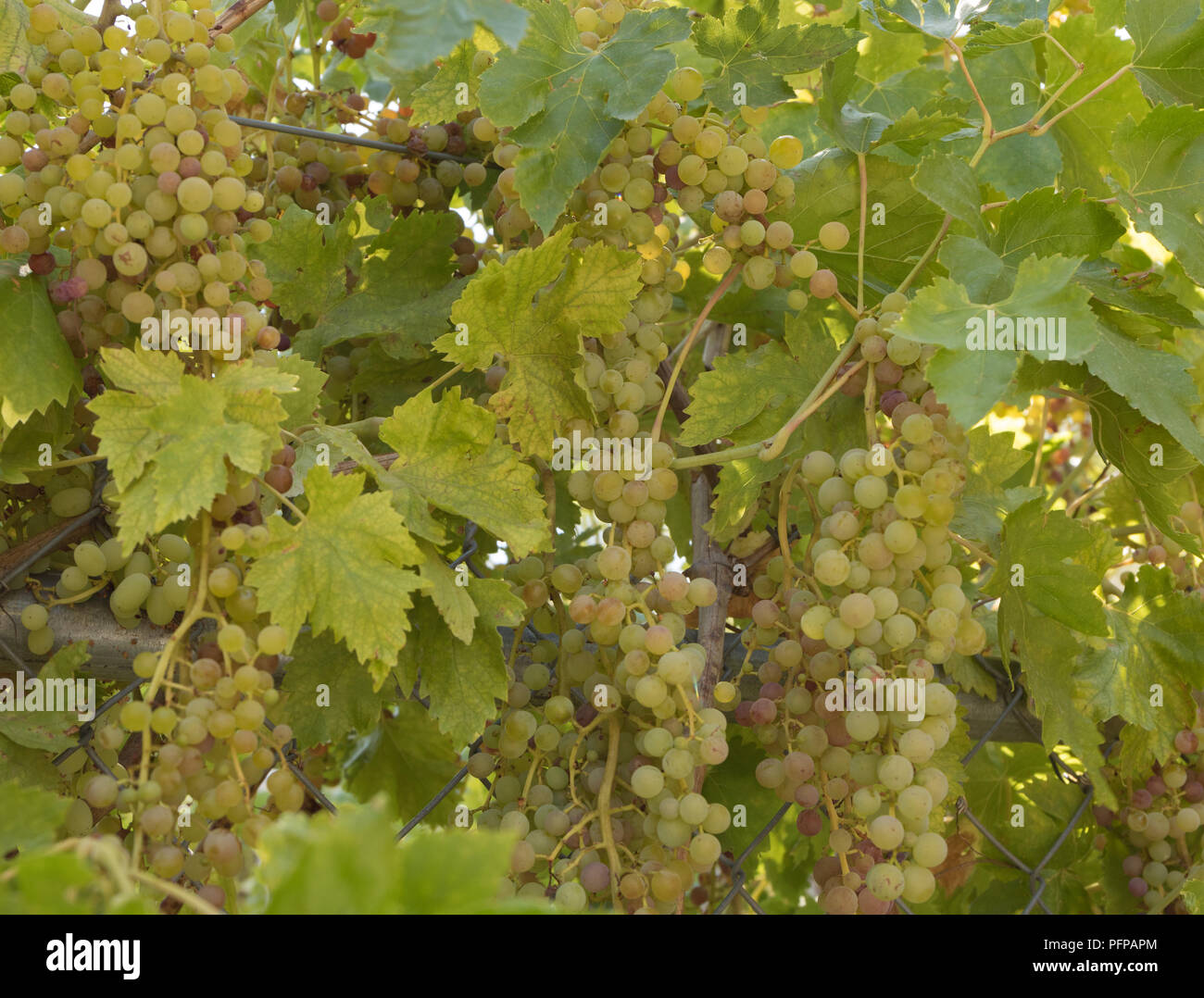 An abundance of clusters of sweet organic grapes growing on vines ready ...