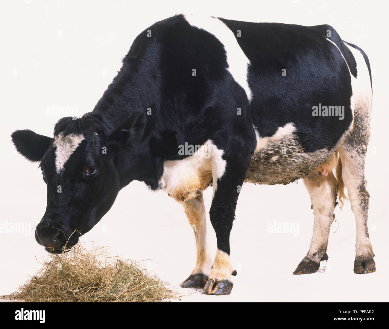 Friesian Cow feeding on hay, side view Stock Photo - Alamy