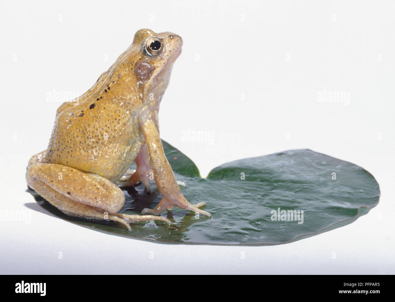 Yellow adult frog sitting on lily pad, head raised, side view Stock ...