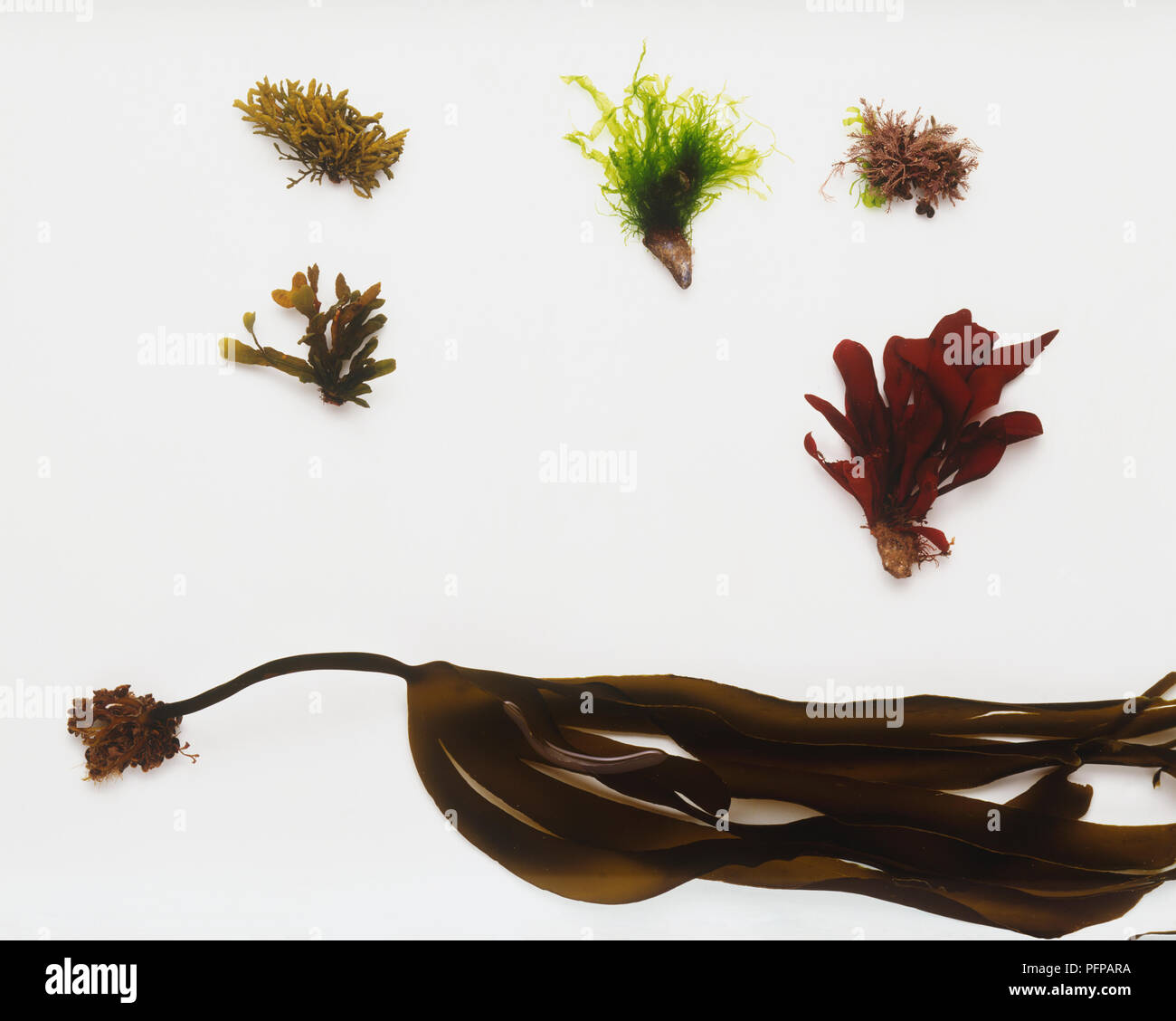 Bit of Brown Seaweed Stock Photo - Alamy