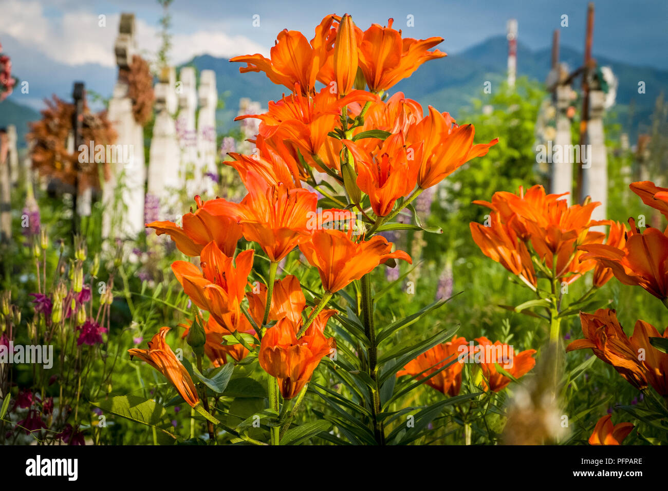 Fire Lily High Resolution Stock Photography and Images - Alamy