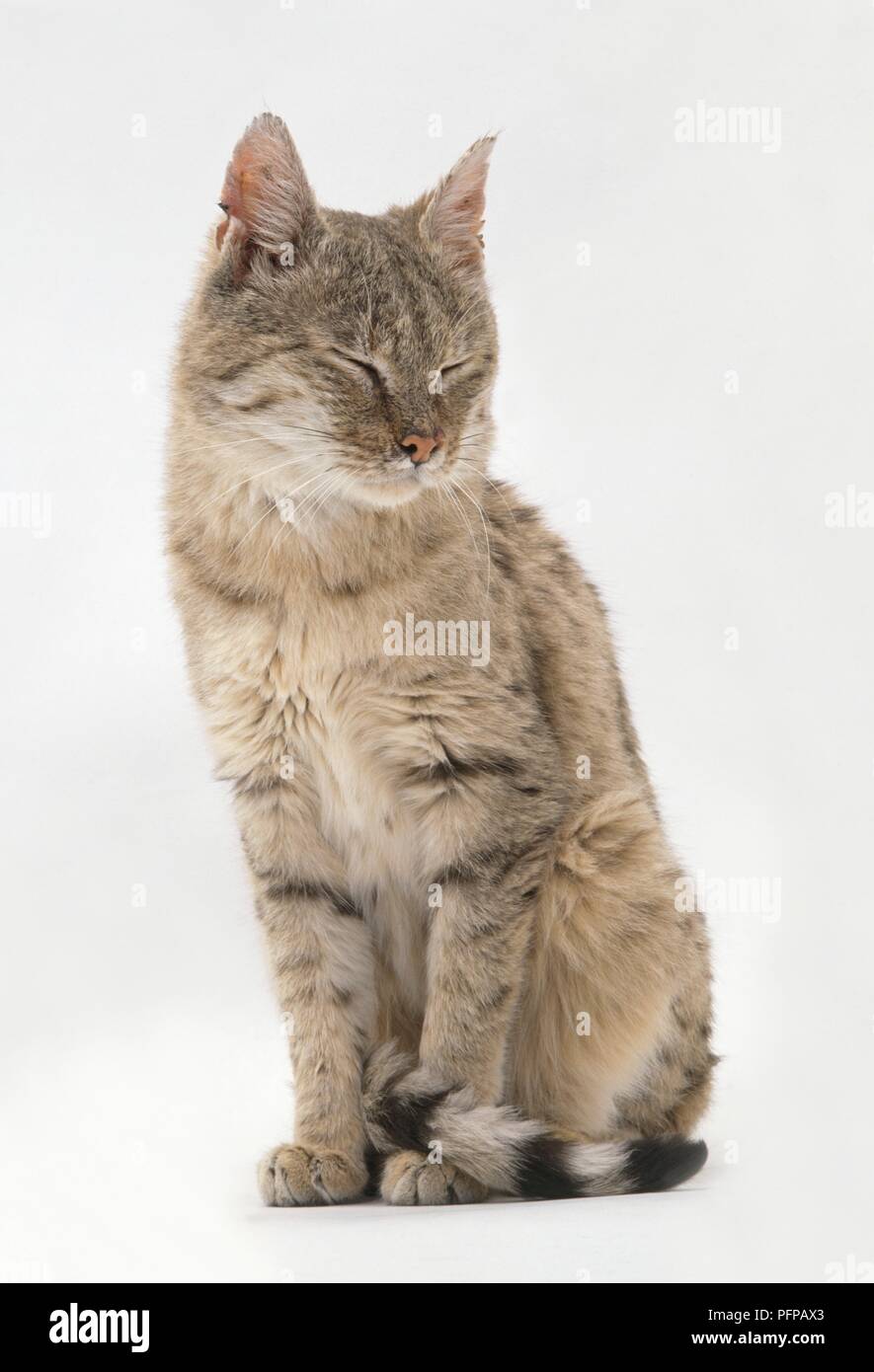 Asiatic wildcat, also known as Indian desert cat (Felis silvestris ...