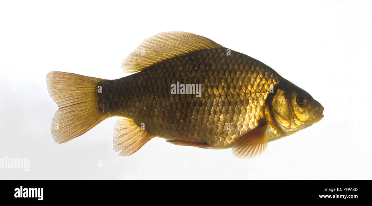 Crucian carp (Carassius carassius), side view Stock Photo - Alamy
