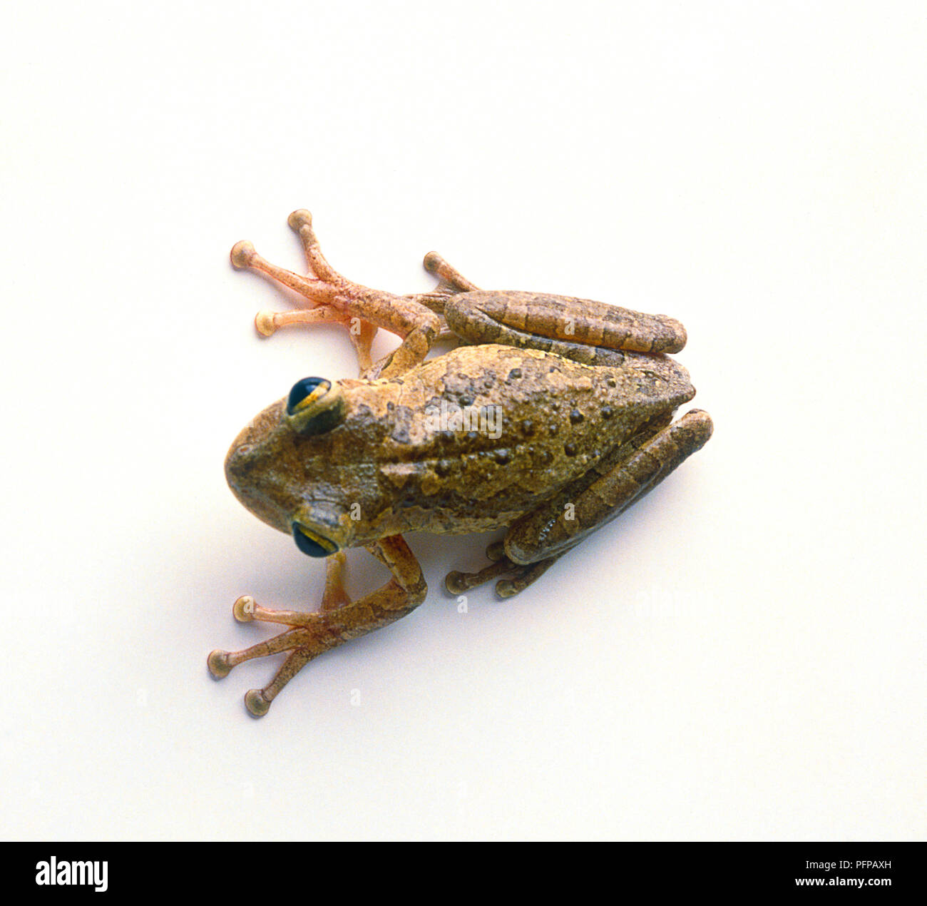 Cuban tree frog cuban tree frog hi-res stock photography and images - Alamy