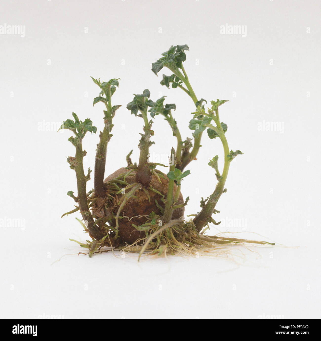 Potato plant having produced roots and shoots, close-up Stock Photo - Alamy