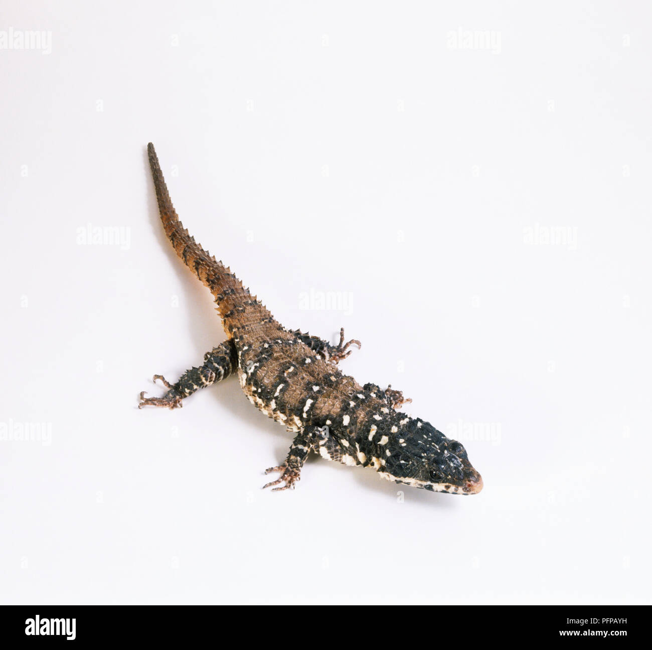 Girdled horizontal hi-res stock photography and images - Alamy