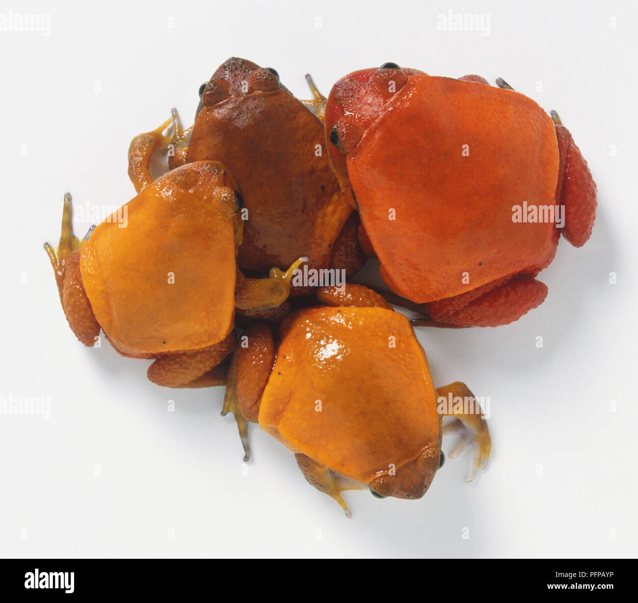 Madagascan Tomato Frogs High Resolution Stock Photography and Images ...