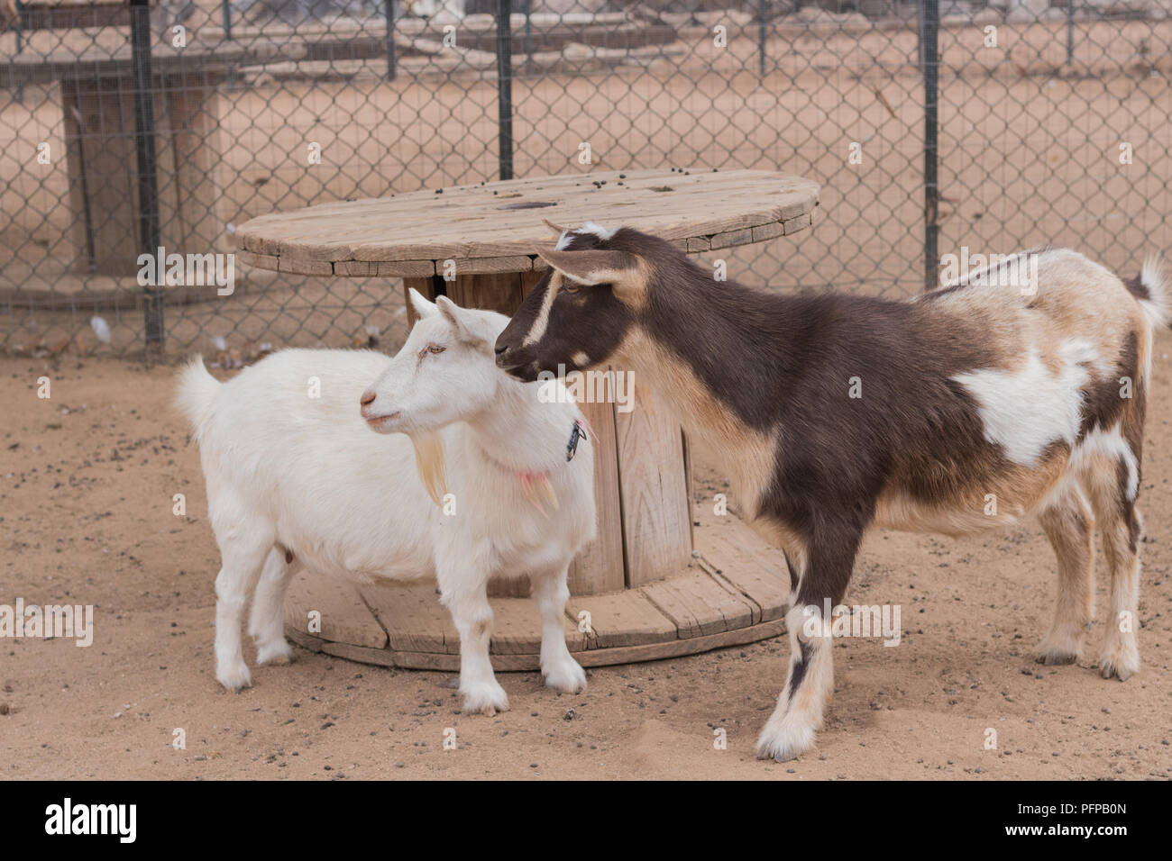 Two, white and tan male, and all white female bearded, blue eyes ...