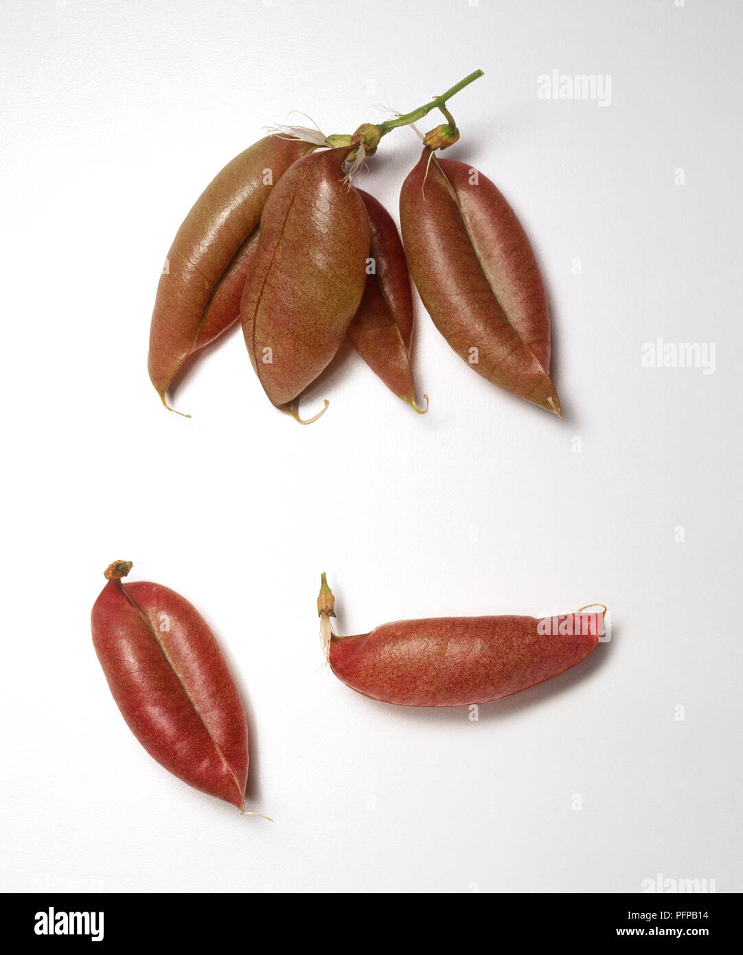 Bladder pods hi-res stock photography and images - Alamy