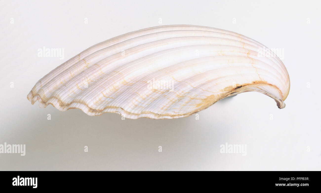 Great Scallop shell (Pecten maximus), side view Stock Photo - Alamy