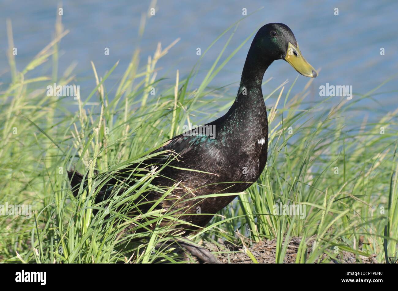 Mallard Duck, taking in the sights Stock Photo - Alamy