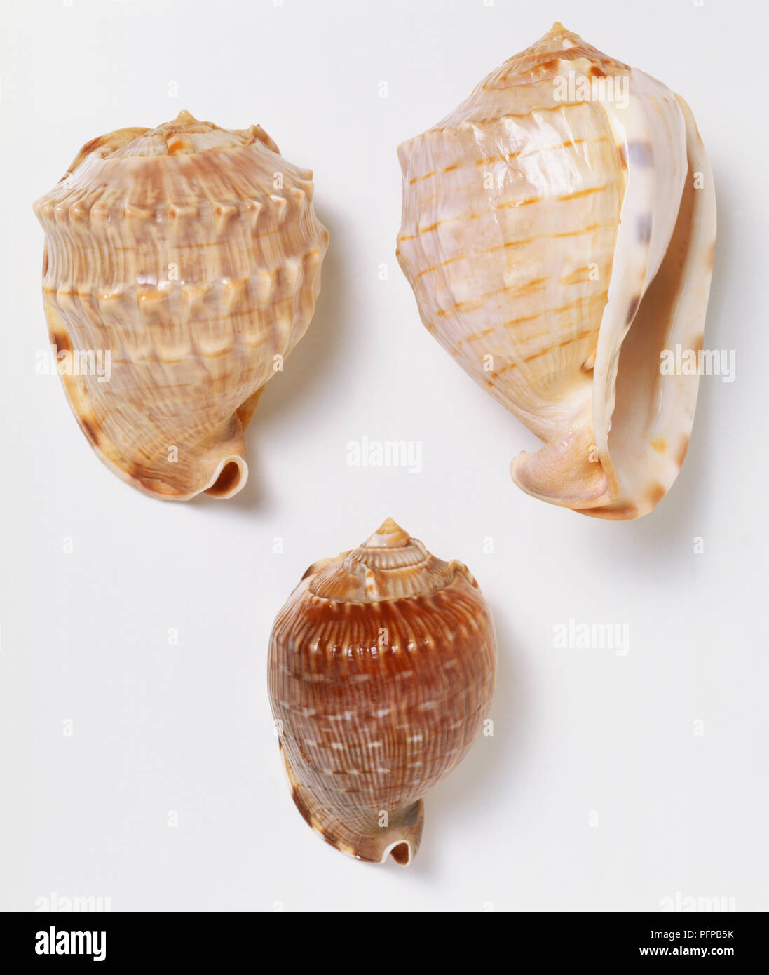 Cassis fimbriata hi-res stock photography and images - Alamy