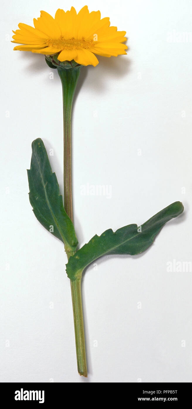 Chrysanthemum segetum, corn marigold with greem stem two lobed leaves ...