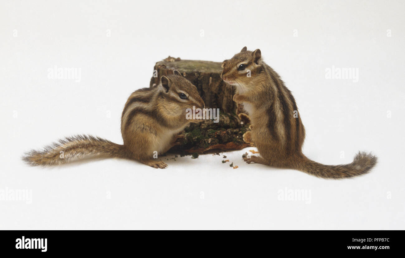 Pair of Chipmunks (Tamias rufus) nibbling nuts by tree stump, side view ...