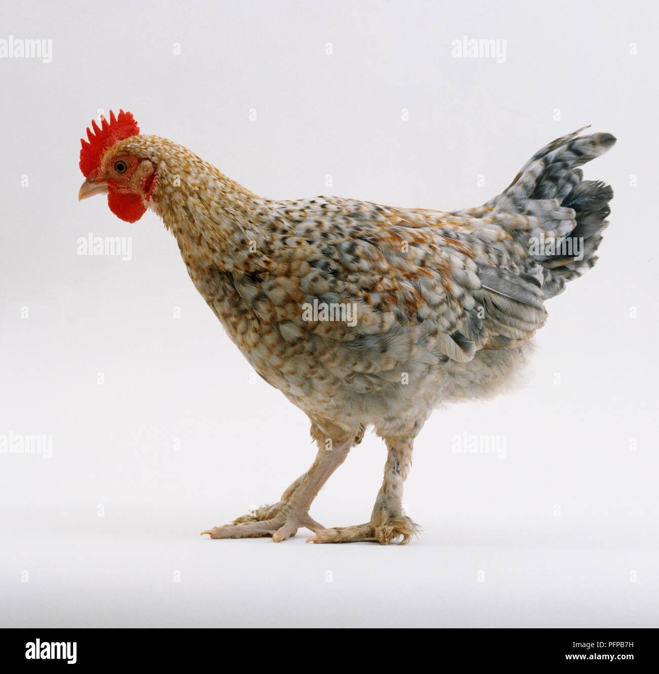 Young cockerel hi-res stock photography and images - Alamy