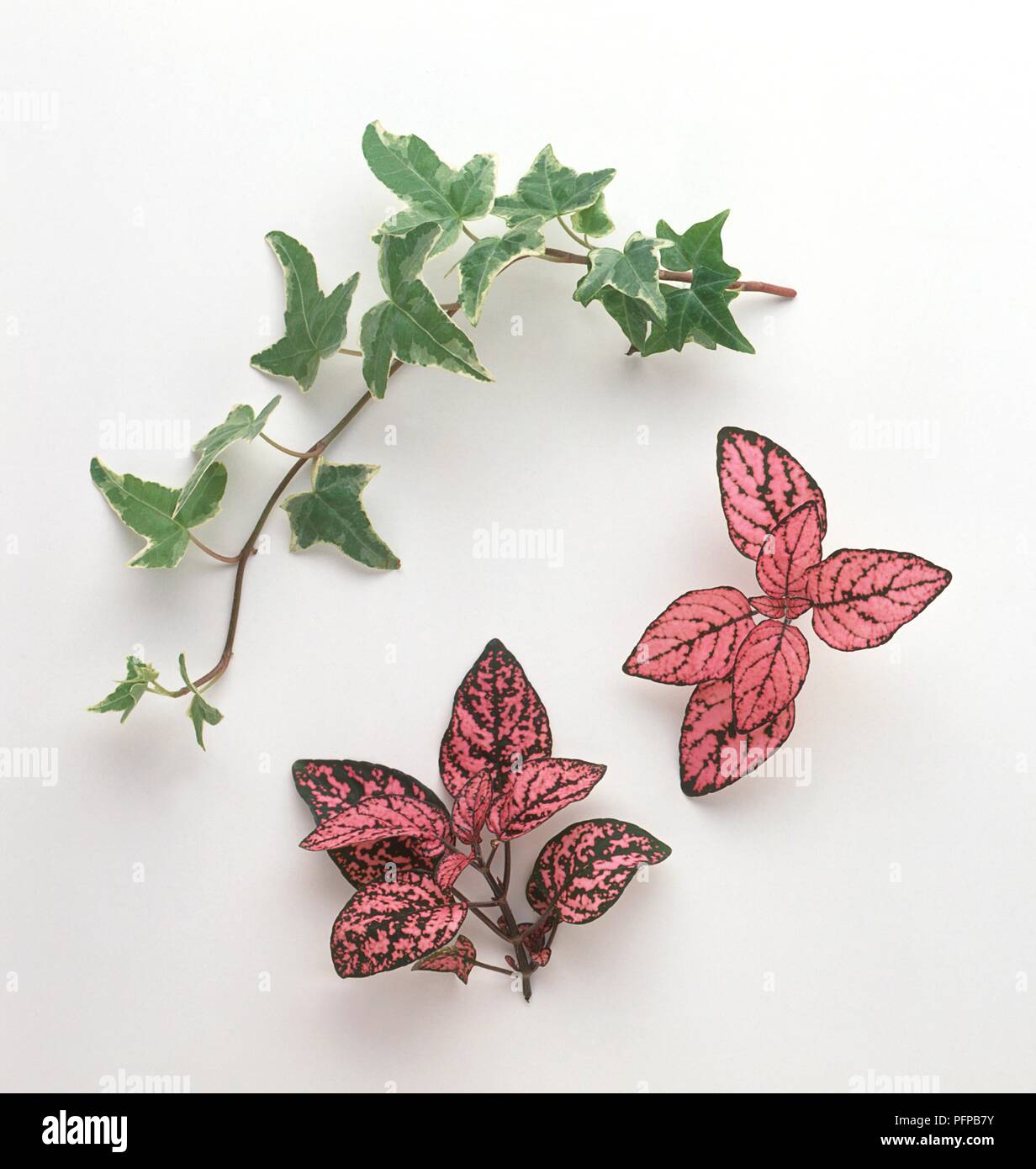 Coleus Blumei Longitudinal Section