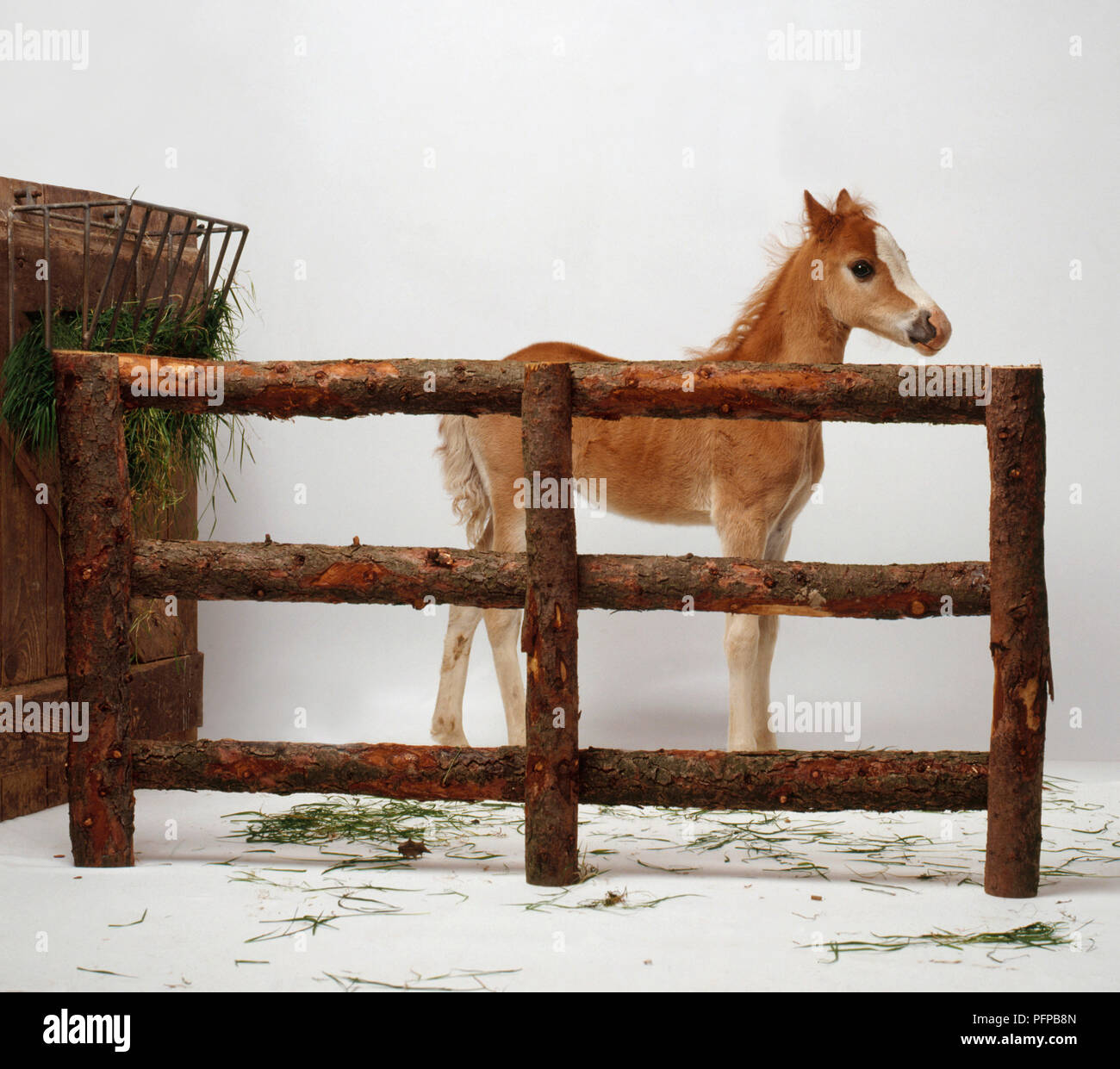 Foal behind a wooden fence, side view Stock Photo - Alamy