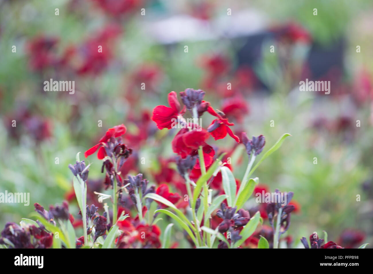 Cheiranthus High Resolution Stock Photography and Images - Alamy