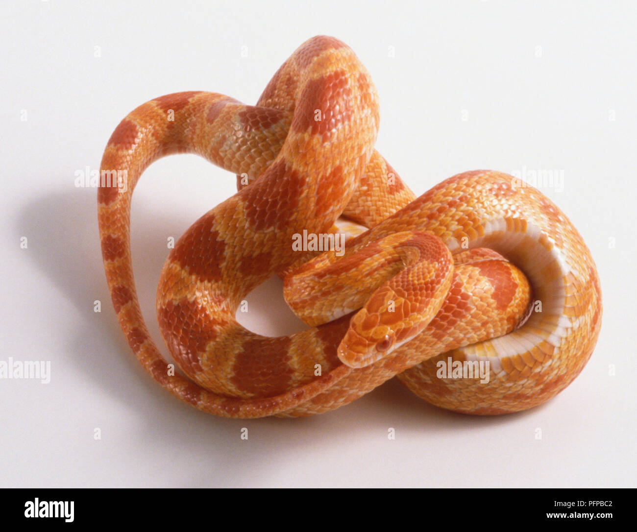 Coiled Corn Snake or Red Rat Snake (Elaphe guttata Stock Photo - Alamy