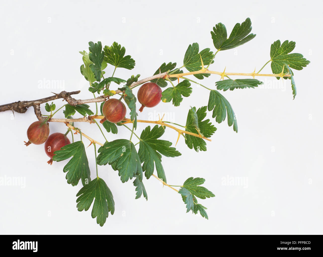 Section of gooseberry plant Stock Photo - Alamy