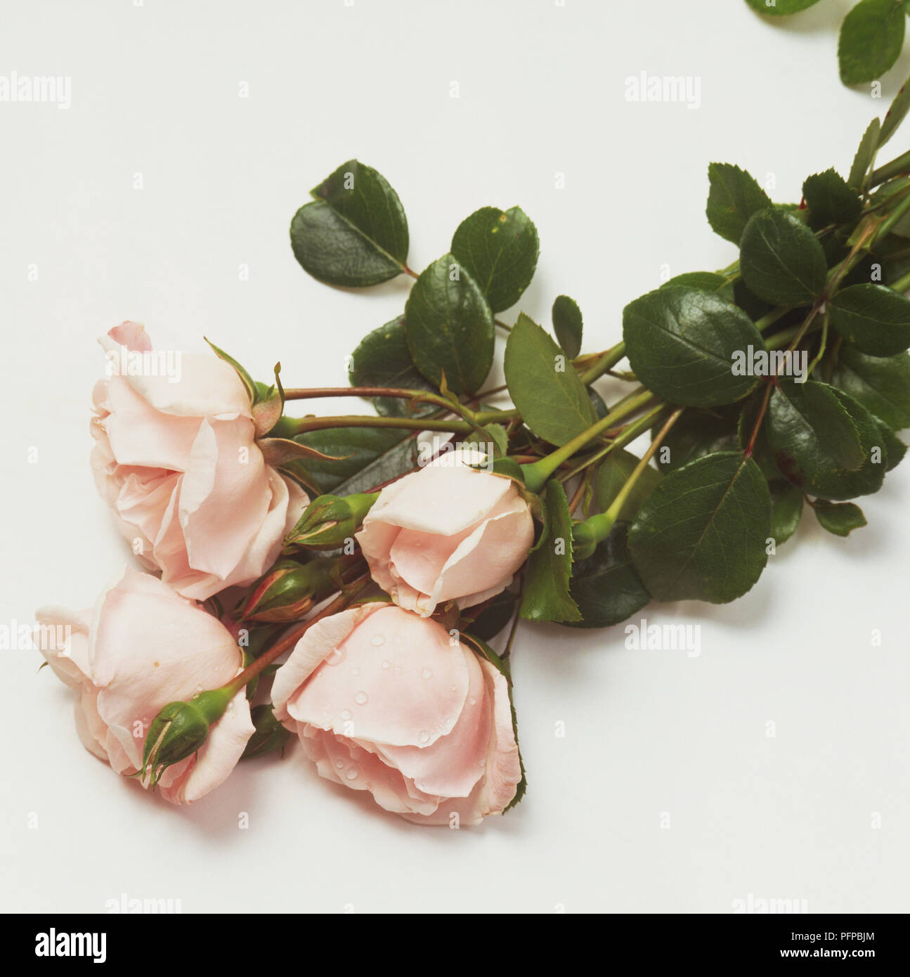 Pale pink roses hi-res stock photography and images - Alamy