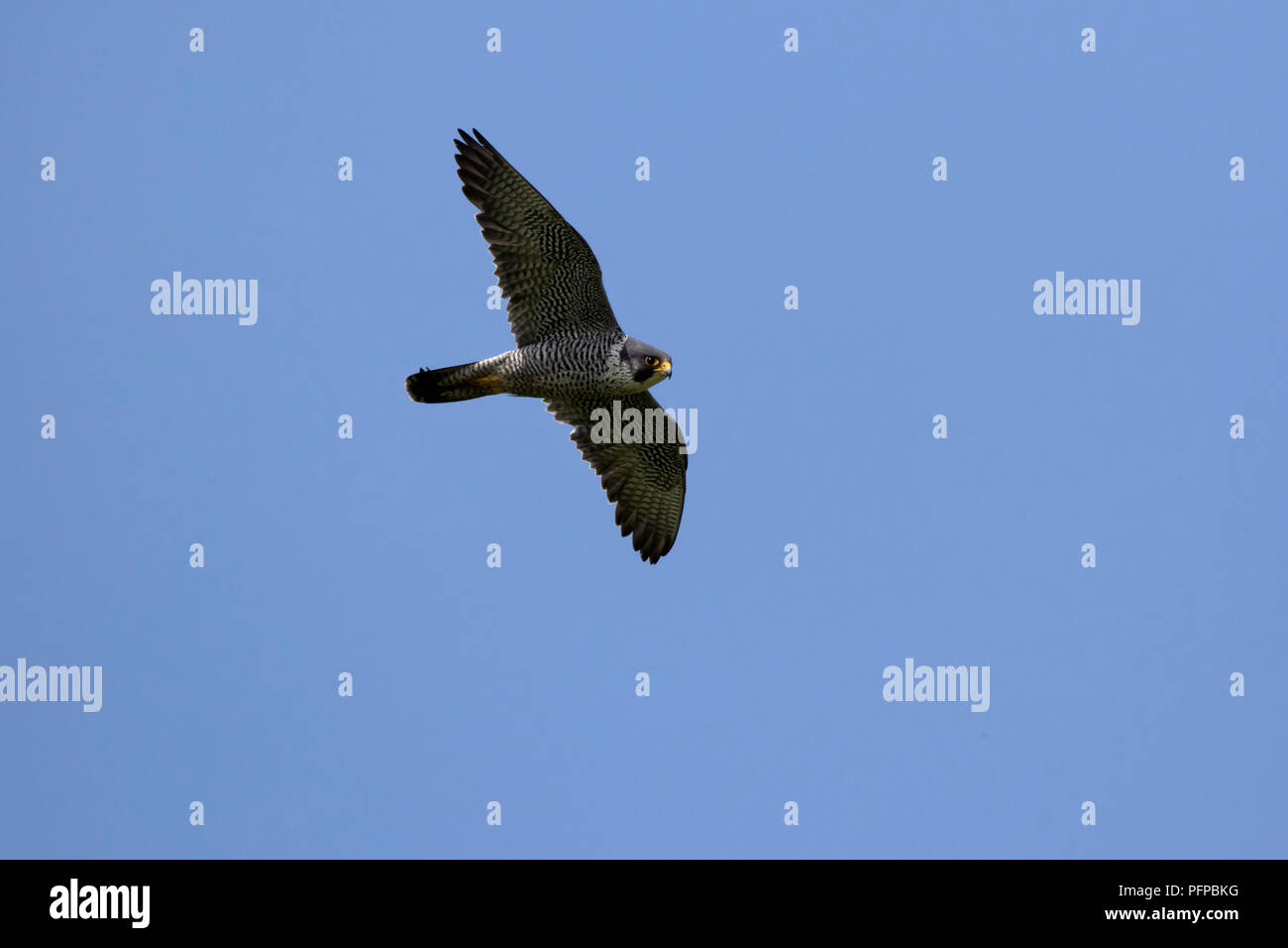 Female peregrine falcon hi-res stock photography and images - Alamy