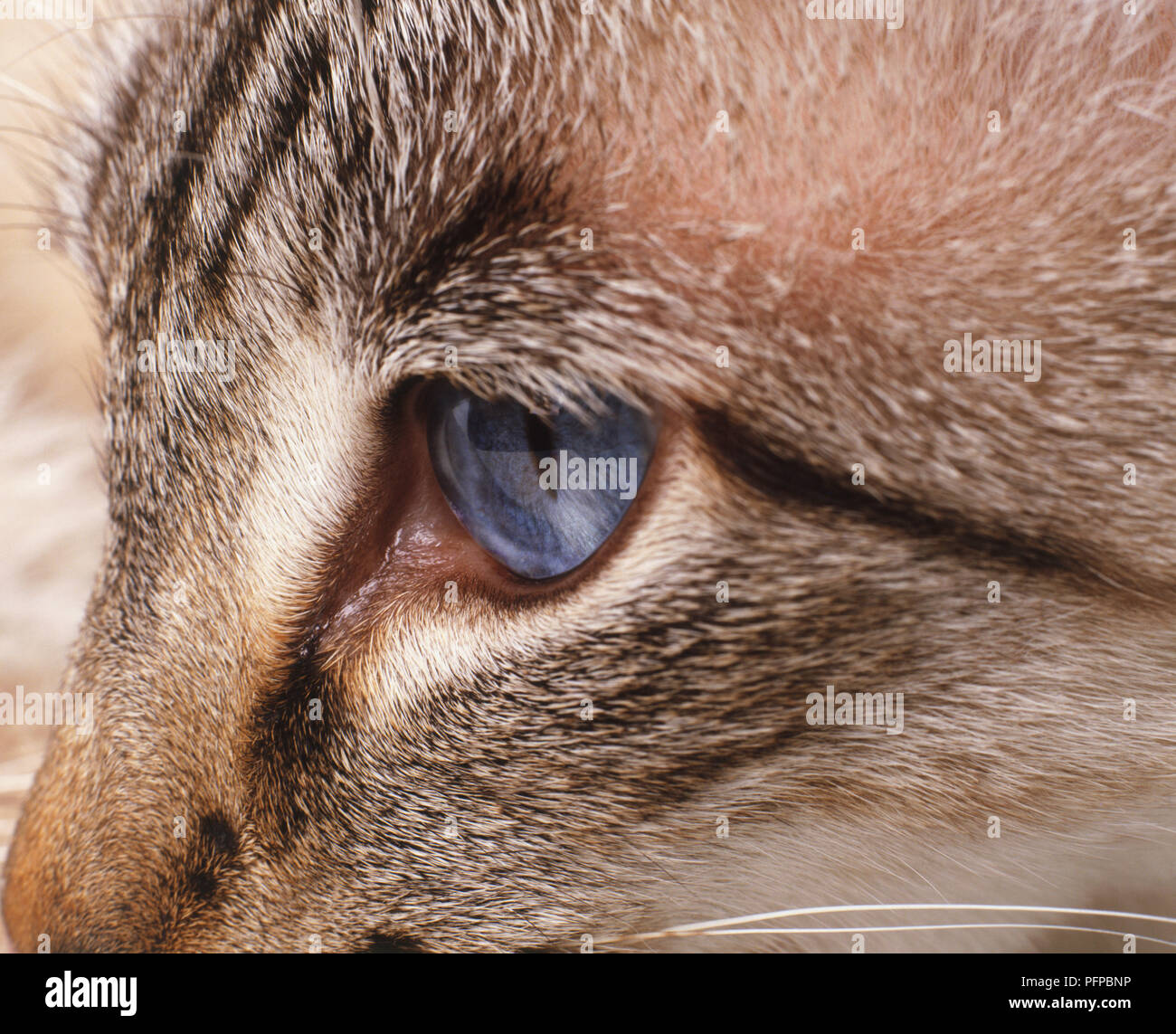 Blue eye of Cat (Felis sylvestris catus), side close up Stock Photo - Alamy