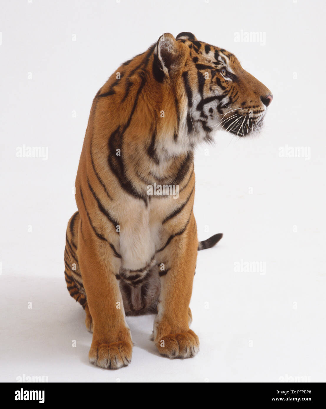 Tigress (Panthera tigris) sitting on hind legs, with head turned to one ...