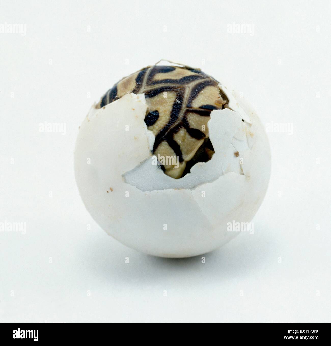 Leopard tortoise egg hi-res stock photography and images - Alamy