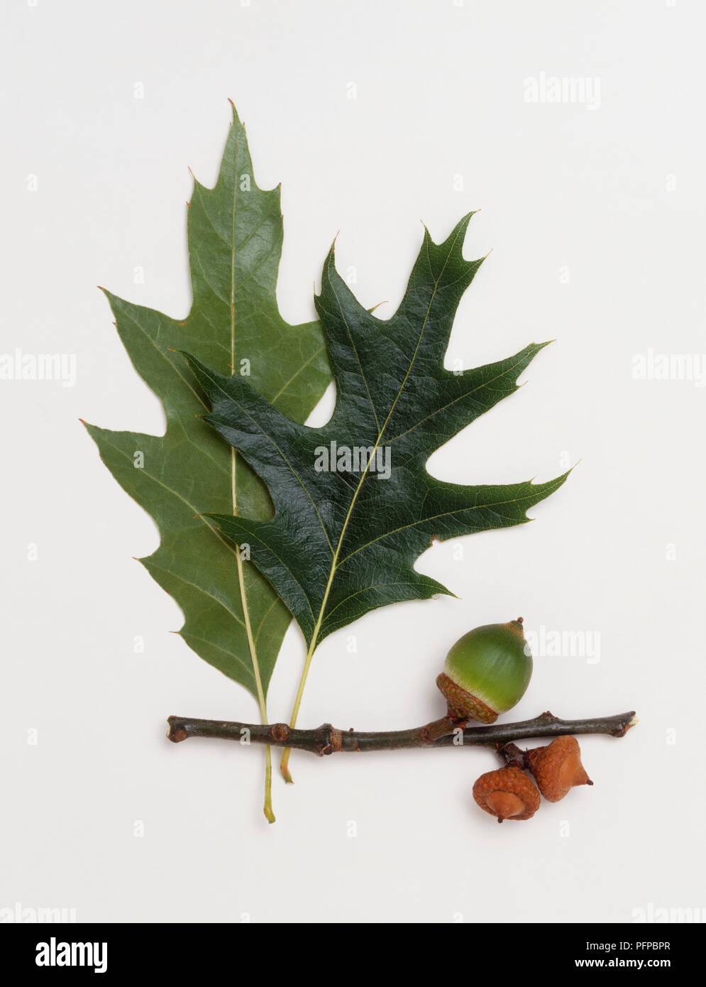 Oak branch with acorns hi-res stock photography and images - Alamy