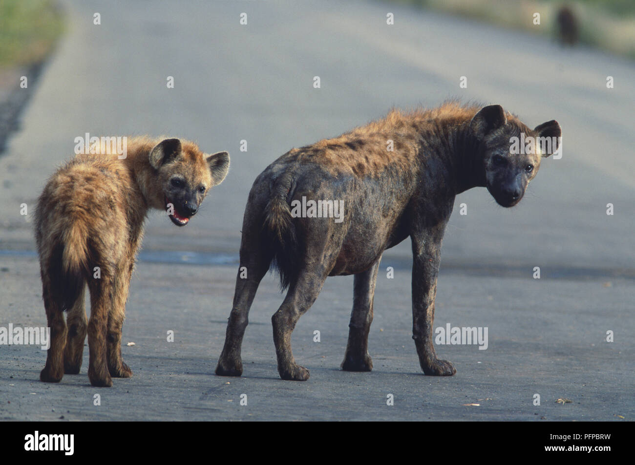 Hyenas image hi-res stock photography and images - Alamy