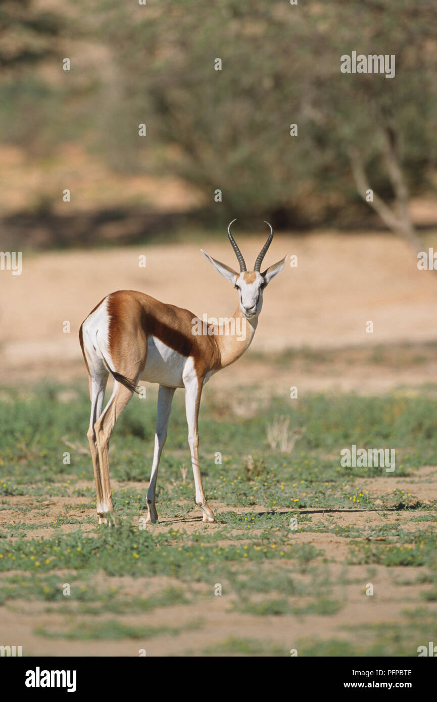 A springbok in the Karoo National Park Stock Photo - Alamy