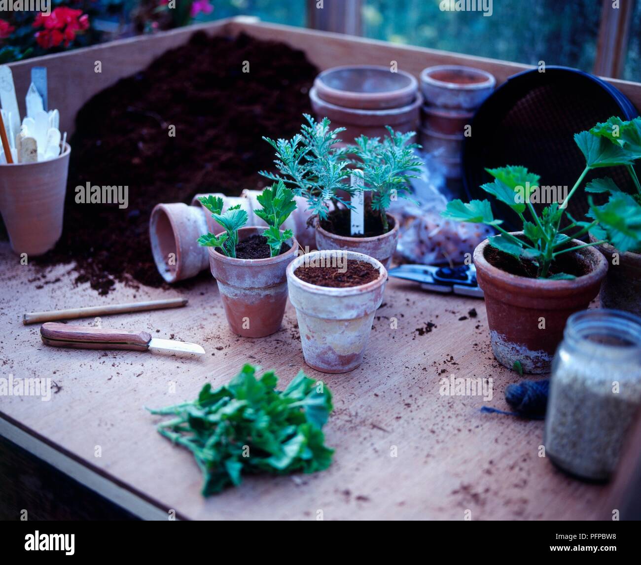 Various terracotta flower pots, seedlings, compost and plant labels in ...