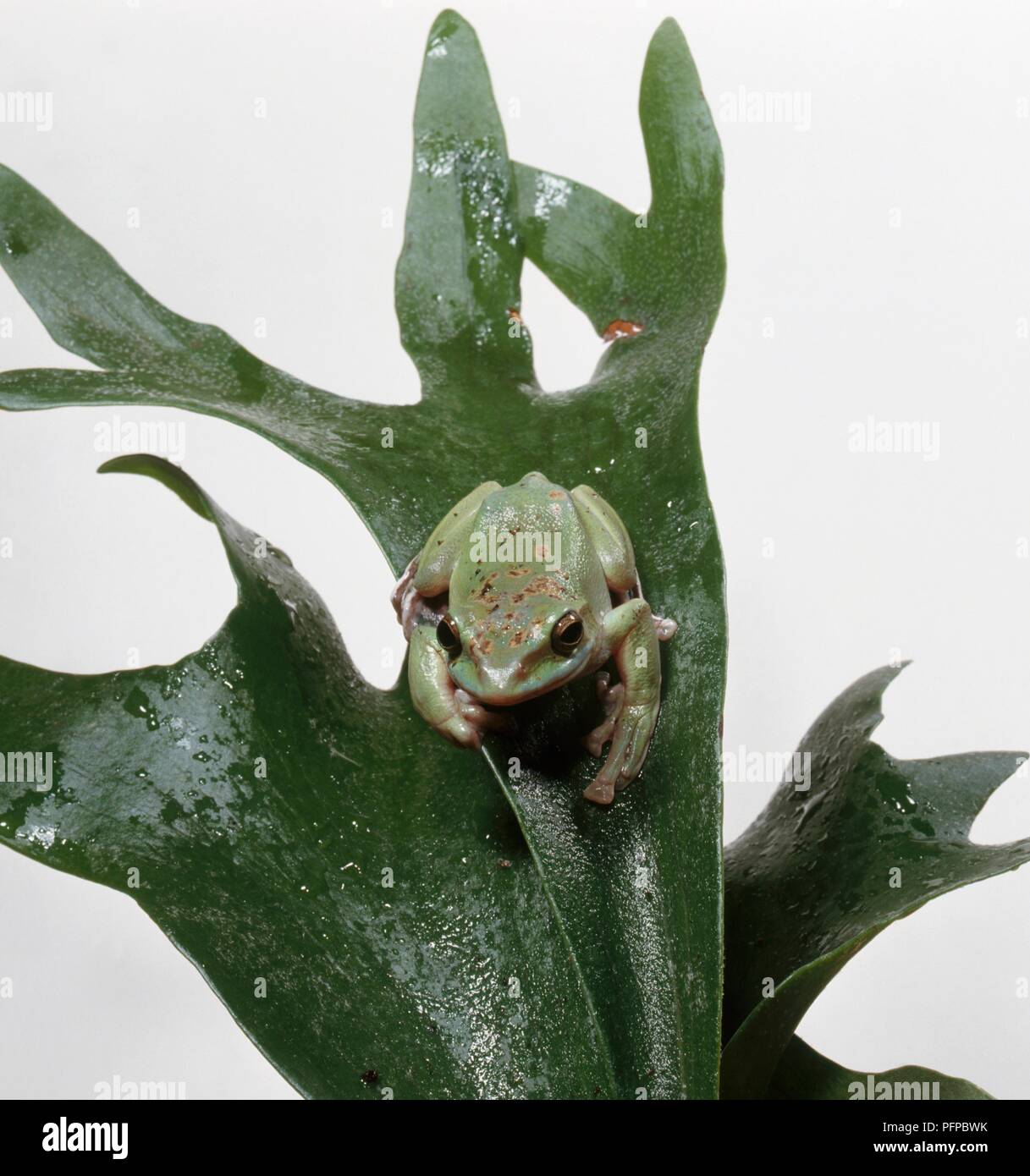 Frog on the leaf hi-res stock photography and images - Alamy