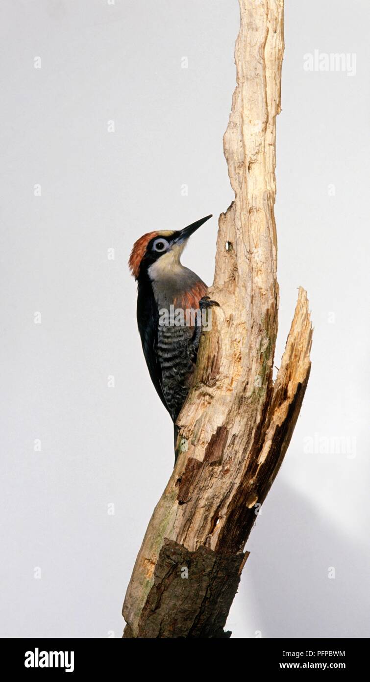 Green woodpecker (Picus viridis) on dead tree, side view Stock Photo ...