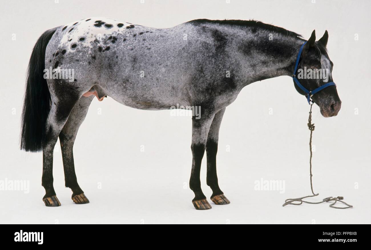 Black Roan Horse