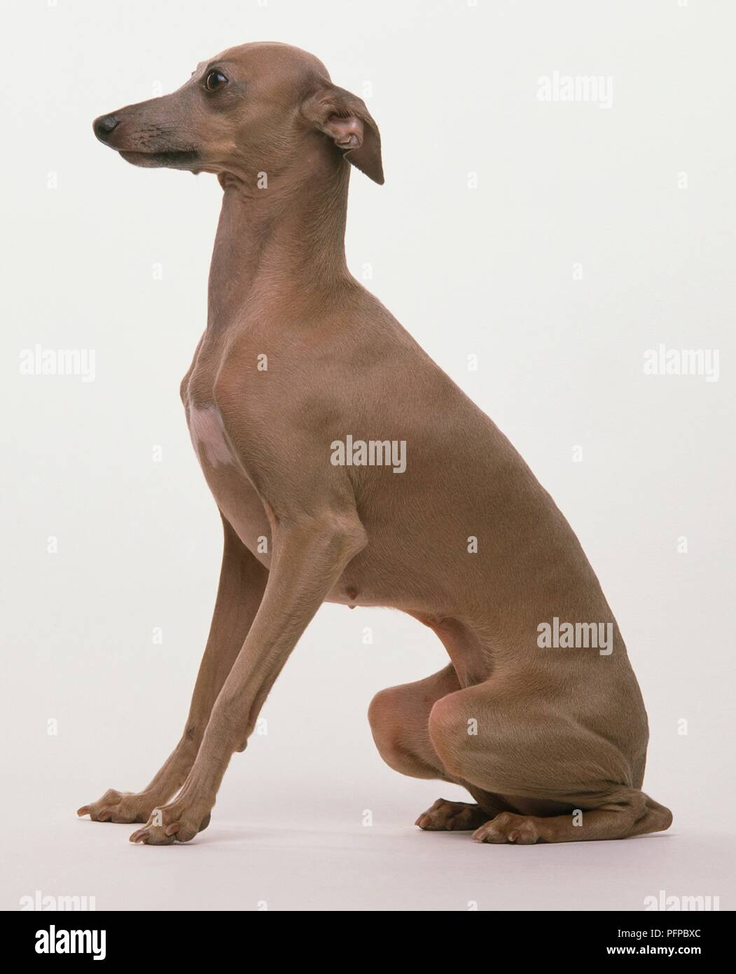 A seated Italian Greyhound, side view Stock Photo - Alamy