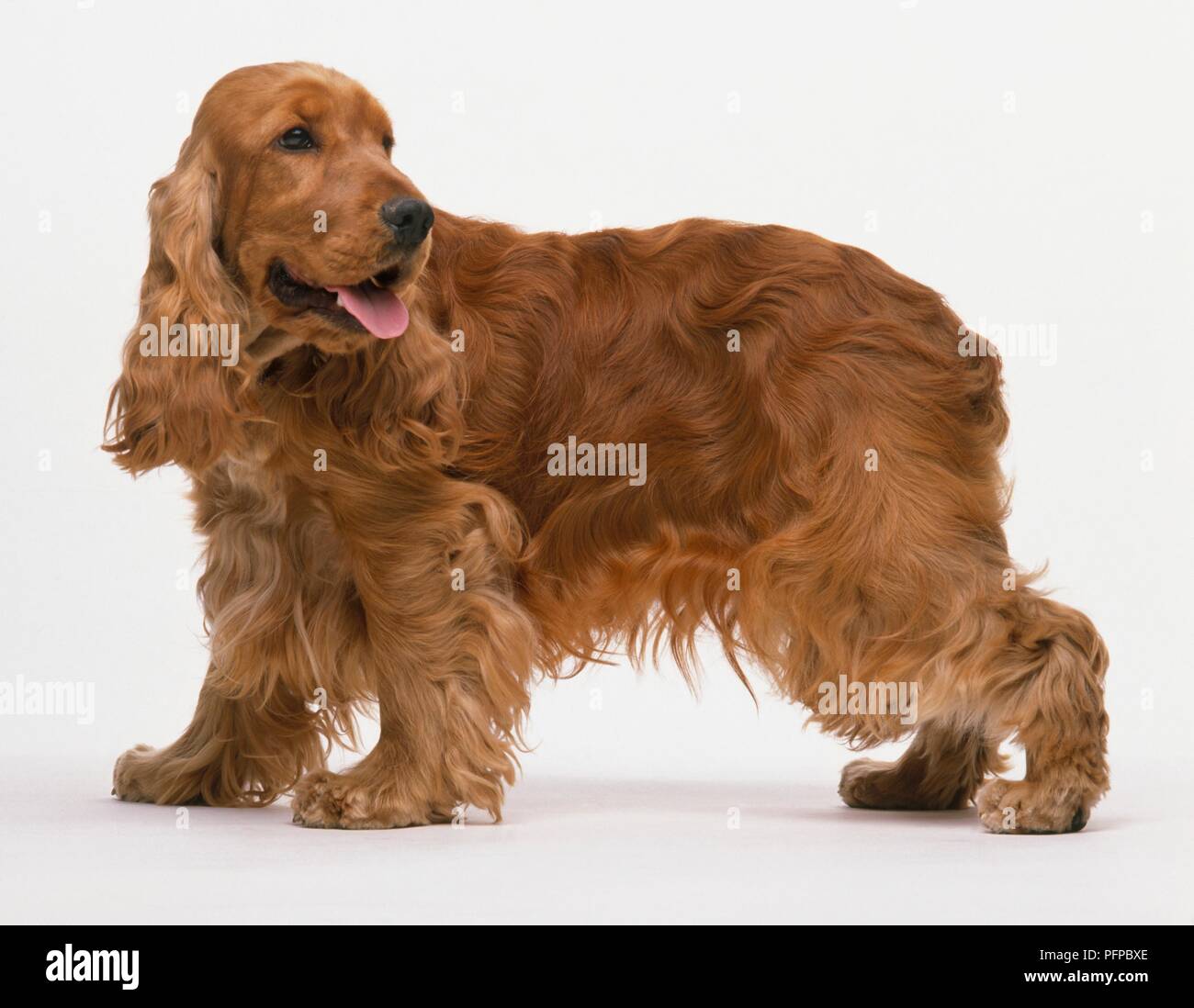 Cocker spaniel ginger hi-res stock photography and images - Alamy
