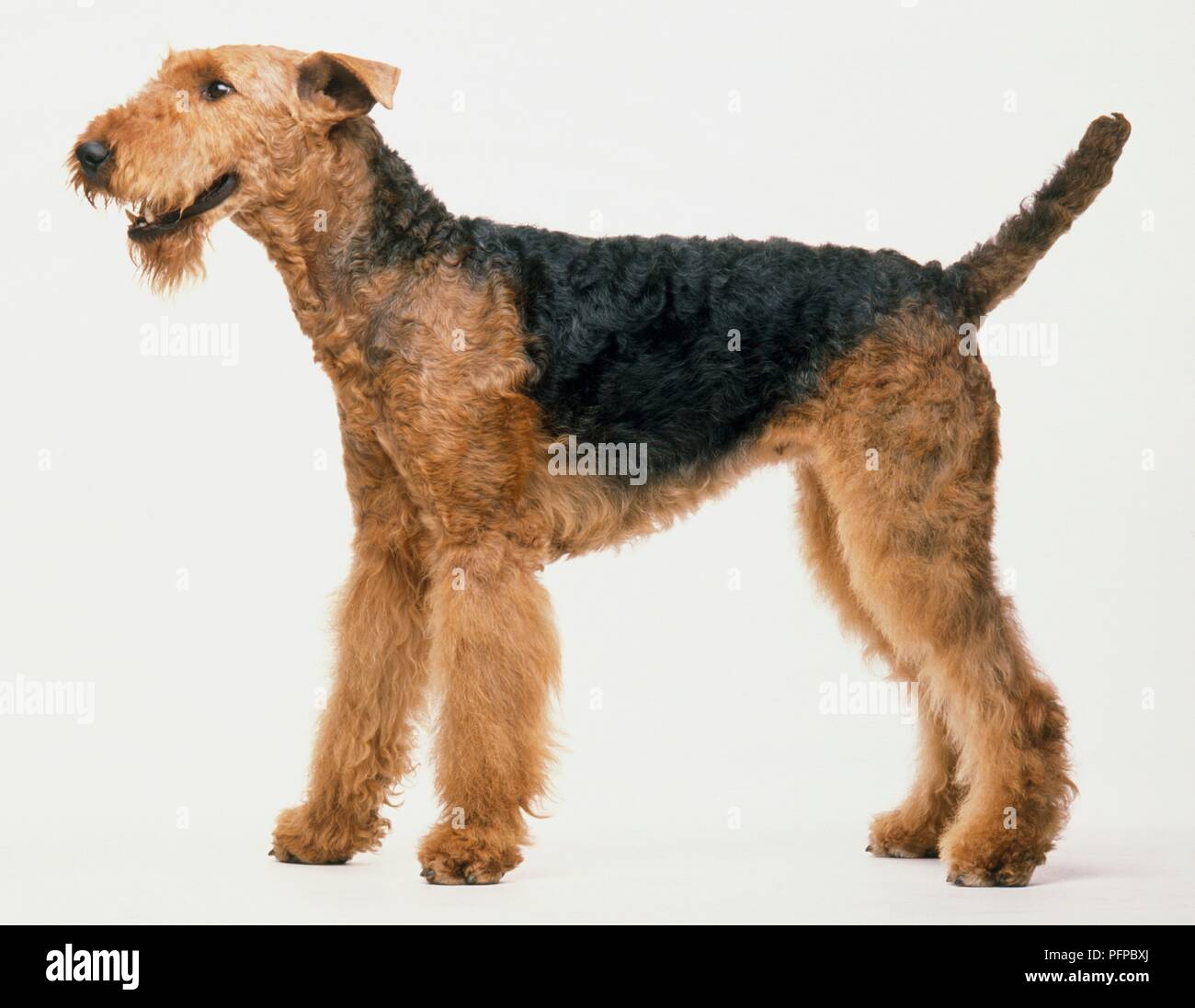 Airdale hi-res stock photography and images - Alamy