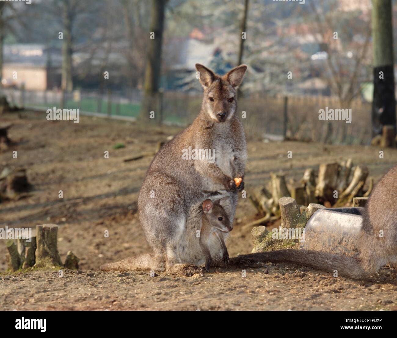 Mother wallaby with baby wallaby in its pouch, looking at camera Stock ...