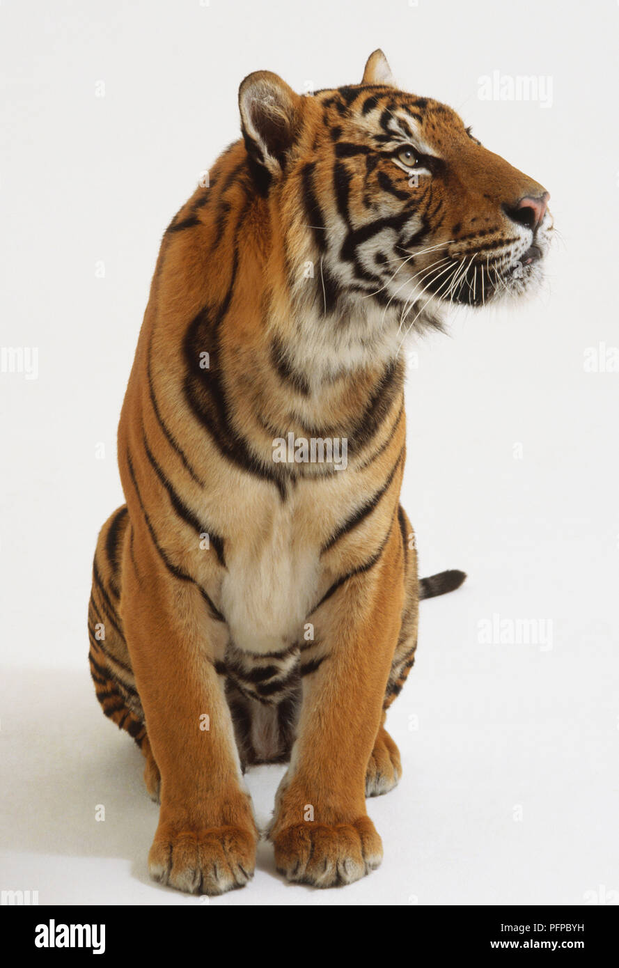 Tiger Sitting Side View