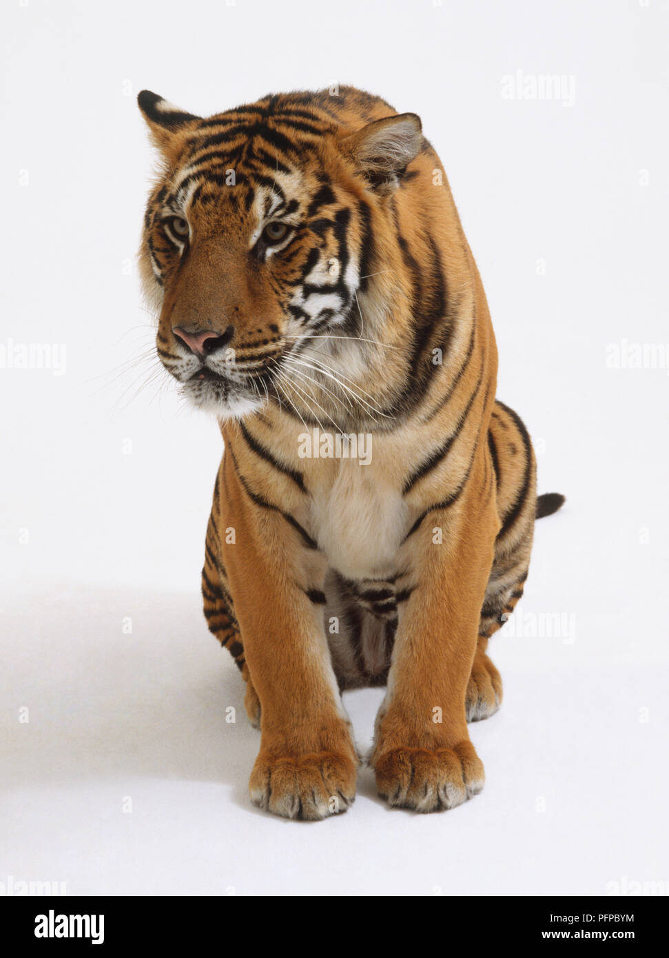Seated Tiger (Panthera tigris), front view Stock Photo - Alamy